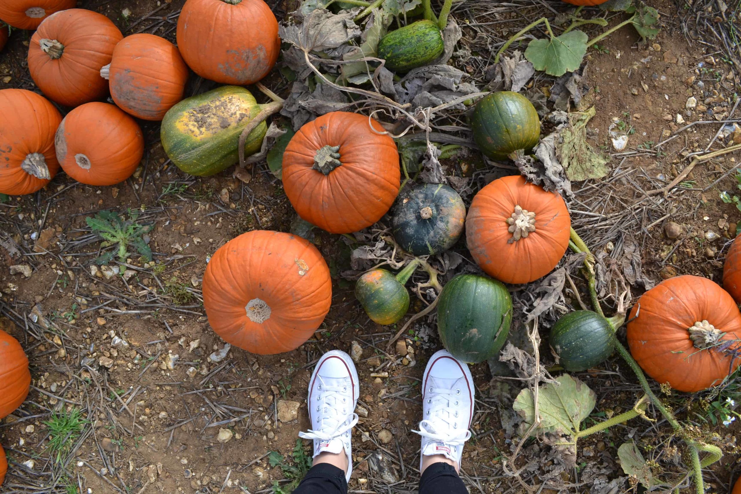 Pumpkin picking at The Pop Up Farm - Sophie's Suitcase