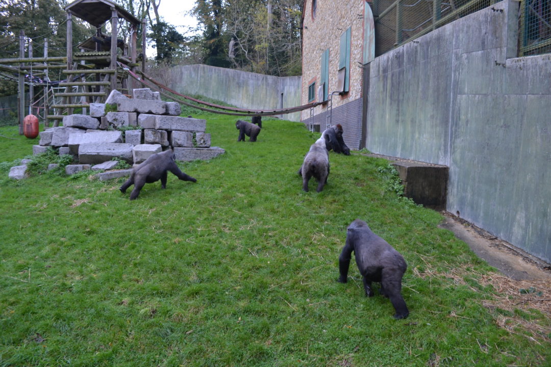 A Weekend Visiting Port Lympne Hotel & Zoo - Sophie's Suitcase