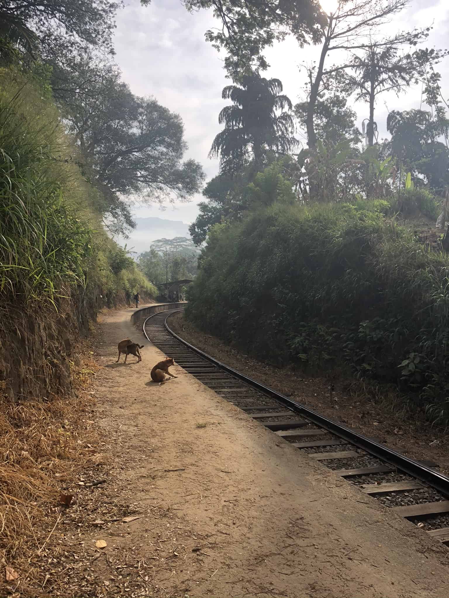 The World's Most Beautiful Train Ride: Kandy to Ella Train - Sophie's ...