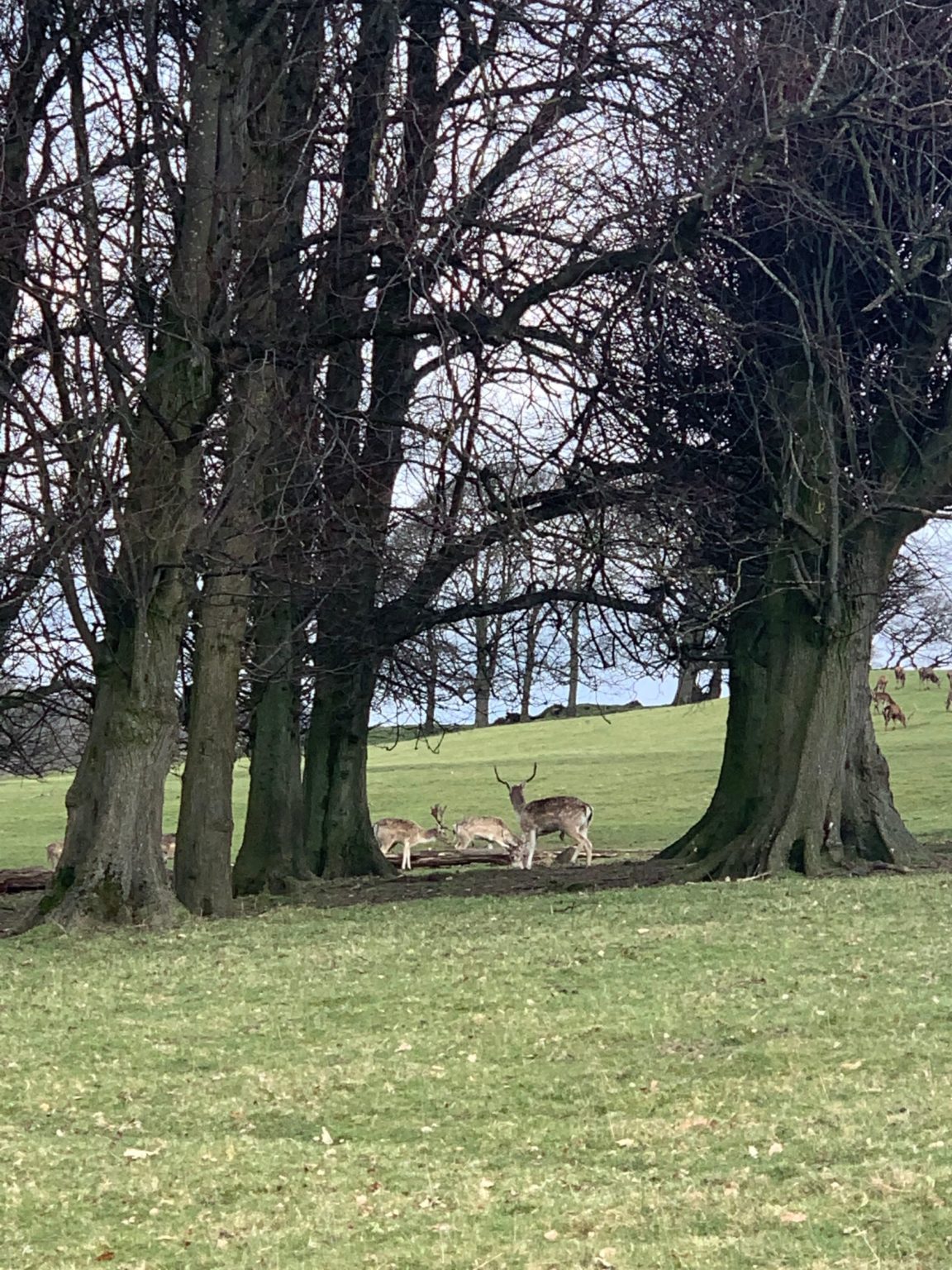 Peak District Walks // Baslow to Chatsworth Circular Walk - Sophie's ...